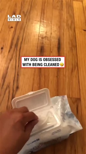 LADbible on Instagram: "My dog sits on my new furniture straight after having a sh*t 🤣⁠ ⁠ According to canine behaviourists, dogs learn through a combination of repetition, association and positive reinforcement. They’re incredibly good at picking up on patterns, whether it’s recognising words, routines, or even reading human body language and tone.⁠ ⁠ 🎥: ViralHog"