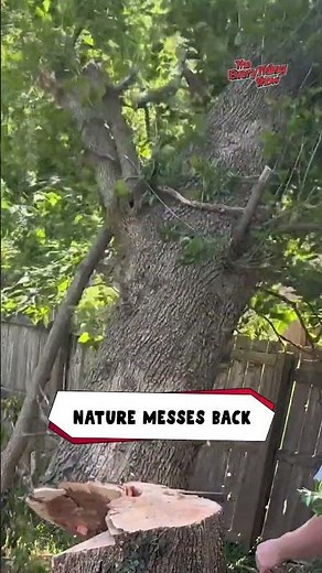 Tree Felling Fail Smashes Neighbor’s Fence 😱🌳
