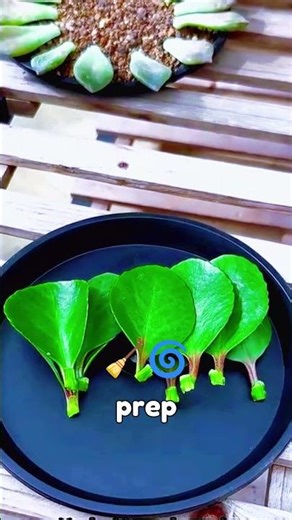 Leaf Cutting Propagation | Grow Flowers from One Leaf