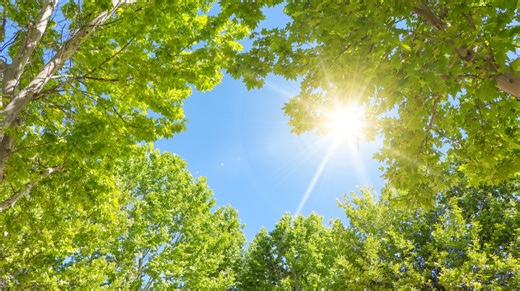 Hidden tree survival strategy