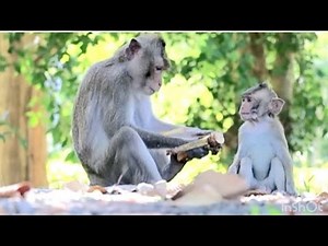How is female monkey and baby monkey eating sugearcane tree.