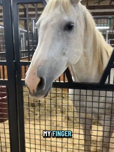 Healthy Snack Ideas for Horses