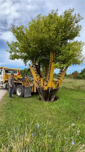 Fox Tree Farm on Instagram: "We’re out in Mason this week doing some on-site tree moving! The customer wanted this big variegated maple moved from the back of their property to the front, and it looks great! 🌳"