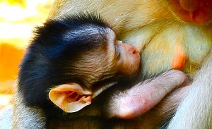 23K views · 1.5K reactions | Good mother Spring offer plenty milk everyday feed newborn Salis grow up pretty chubby & healthy | Animals JoJo Family | Facebook