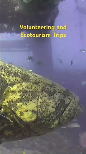 Live your life. Experience the Frying Pan Tower! Volunteering and Ecotourism Trips! FPTower.org