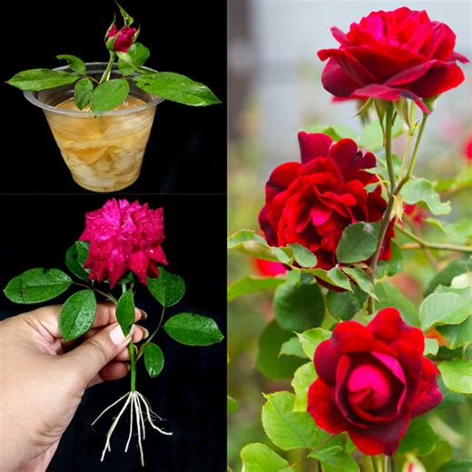 How to Grow Rose Tree from Cutting Rose Bud In A Water (Easy New Techniques) | Tamanna Garden