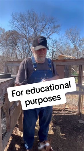 How to Identify Rabbit Sexes: Buck Vs. Doe