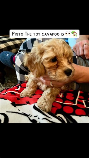 Pinto the toy cavapoo is available. #cavapoo #puppy #cute #cavapoopuppy
