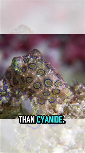 No Antidote To Venom #DeadlyOcean #NaturesFail