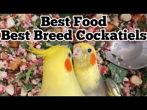 Best soft food for breeding cockatiels / cockatiel breeding food / URDU || HINDI | 2026