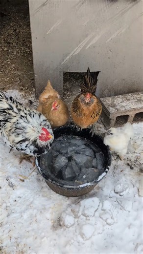 41K views · 351 reactions | With winter in full swing I ofter get asked how I keep my chickens warm, well we block all the draft but leave enough for ventilation, we also do the deep litter method, essentially we pile on the wood shaving over the old ones until early spring when it warms up. As it breaks down it creates some heat and in turn helps warm the chickens up. #modernhomestead #homestead #homesteading #chickens #chickencoop #winter | Modern Homestead | Facebook