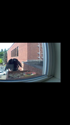 #fyp #fypage #foryou #foru #crow #crows #birdsoftiktok #crowfriends #birdwatching #birdlover #birds #crowsoftiktok #crowtok #corvid #corvids