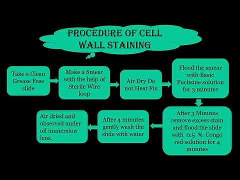 Cell Wall Staining By Chance's Method - Microbiology with Sumi