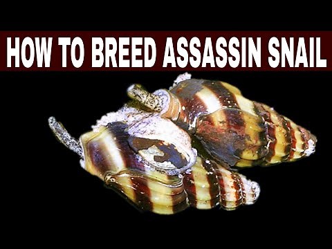 How To Breed Assassin Snails In Aquarium