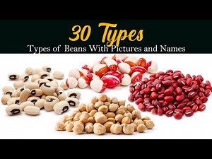 Names Of Different Varieties Of Beans With Pictures | All beans name