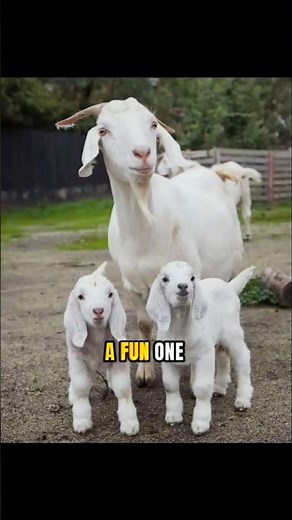 Fainting Goats FALL OVER When Startled, But Why?