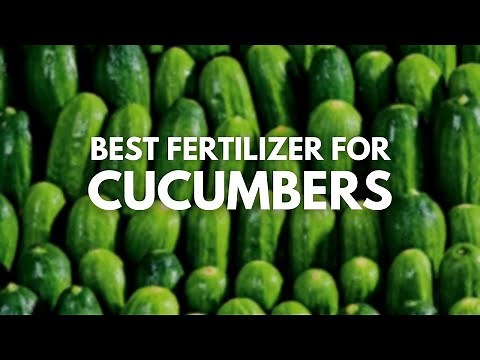 Best Fertilizer For Cucumbers - For the Juicy Cucumbers