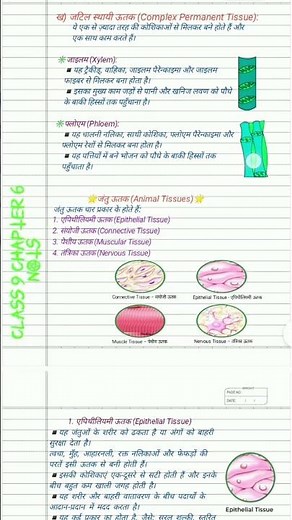 Tissues Class 9 | Board Exam | Science Chapter 6 | #shorts #education