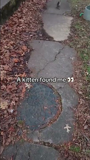 @dezanekweatherington: I found a baby kitten 🐈‍⬛ ! She so cute! #cat #catlover #kitty