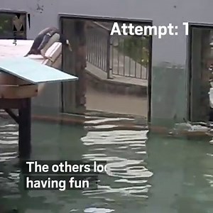 Happy Penguin Awareness Day! Please enjoy this little scaredy cat trying to jump off a diving board 😂😂 (Watch until the end!) | Metro