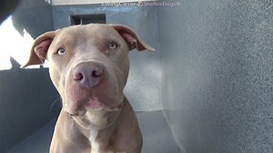 Rescued 💕 A5518209 ✰ FABIAN -1/30/23- 🚨RESCUE ONLY🚨 🔴 URGENT NEEDS FOSTER and RESCUE now🔴 This handsome guy came in as a stray he’s two years old and he’s pretty overwhelmed and scared right now. 11/30/22 - Fabian A5518209 (INTACT) greeted the handler with a wiggly body, soft eyes, a neutral tail wag and an open mouth with a soft pant. He was easy to remove and strongly pulled on leash. He entered the yard ad began running around. His body was relaxed, his eyes were soft and his mouth was o