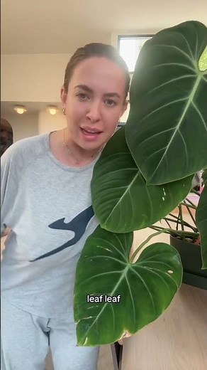 Look at the size of these leaves