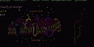 Passive transport and selective permeability