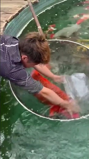 Fish Transportation with water & oxygen!