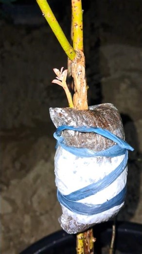 Blueberry air layering check.