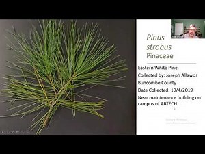 Botany lab video 3: Making a digital herbarium