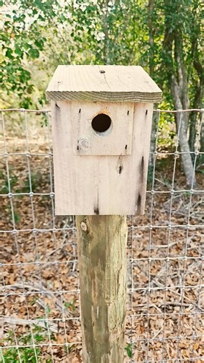 Removing Old Chickadee Nest Before Spring Nesting Season 🪺