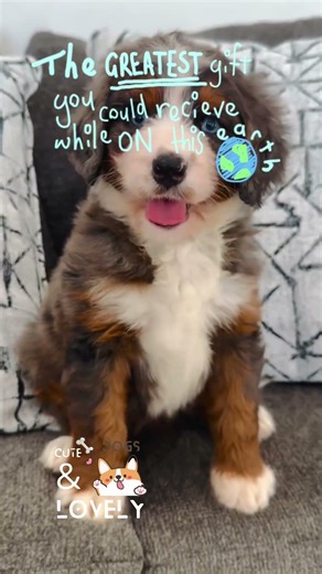 | Cute & lovely Dogs | 1070 |