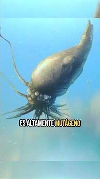 Facehugger (Alien) vs. Flood (Halo) Who Wins?