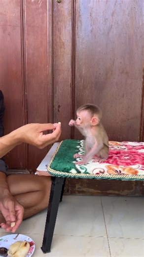 7.6K views · 42 reactions | Baby Monkey Rescue Foundation Every time...