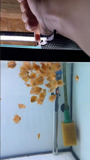 Feeding our baby discus fish🧡 #discus #fish #aquarium #breeding #fry #tank #feeding