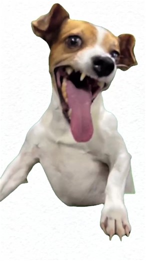 Find Your Perfect Language Partner with HelloTalk