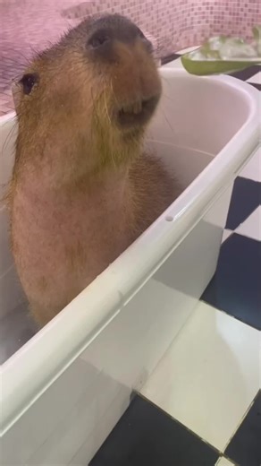 Capybara Adventures: Cute Moments to Brighten Your Day