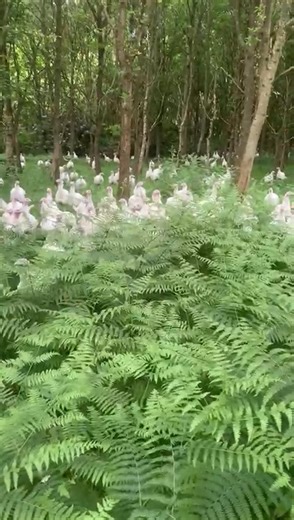 Working with renowned turkey farmer, #PaulKelly, we’ve created the highest welfare standard possible for our turkeys. They’re raised outdoors on a small farm in East Anglia with freedom to roam in woodland 24hrs a day with a 100% natural diet. All this care and attention has resulted in a Good Turkey Award from Compassion in World Farming, and also a taste and texture that are second to none. It’s little wonder they get snapped up, so don’t leave it too long before ordering yours. Make it a #COO