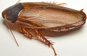 Surinam cockroach - Alchetron, The Free Social Encyclopedia