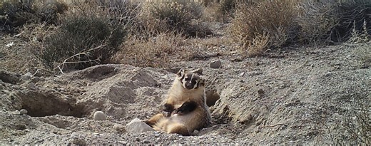 A badger can bury a cow by itself - Unews