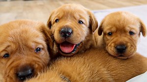 203K views · 10K reactions | Curious Fox Red Labradors Beg For My Attention! | Life With Labradors | Facebook