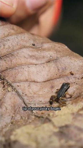 Smallest Animals You Won’t Believe Exist! 🤏🐜