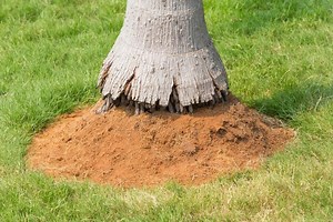 Quelle est la profondeur des racines des palmiers ? - Rêve de jardinage
