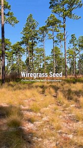 🌾 Did you miss Wiregrass Seed Collecting on Thursday? Don't worry, we have one more volunteer day! 📅 Tues. Nov 25 🕙 10 AM – 3 PM Calloway Forest Preserve! Experience a healthy longleaf forest, and if you are lucky, you might see a red-cockaded woodpecker! The seeds collected will be used to restore groundcover on degraded longleaf habitats. 📧 RSVP required — contact Rhonda Sturgill at rhonda.sturgill@tnc.org or call 910-246-0300 for details. 📸 Grayson Mendenhall | The Nature Conservancy in 