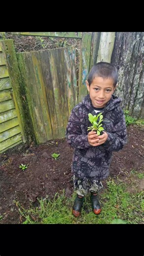 47 reactions · 5 comments | Morena e te iwi Maui  E.I is alwayz referring to this weather az GROWING WEATHER  IYKYK  Our moko Coshia putting dwn sum silverbeet yesterday. #F.eedT.heW.hanau 﫶 No rights to the music | Mavis Boynton | Facebook