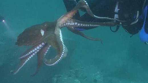 Giant octopus attacks wraps tentacles around deep sea diver