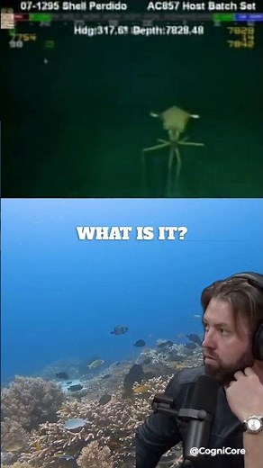 Alien-like squid, discovered near oil rig (‪@joerogan‬) #shorts