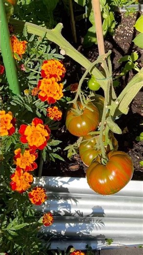 What My Garden Looked Like in August #yieldfarming #gardening #growyourownfood #satisfying #shorts