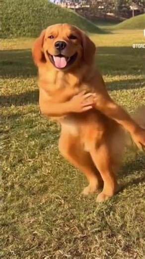 Собачатина✅