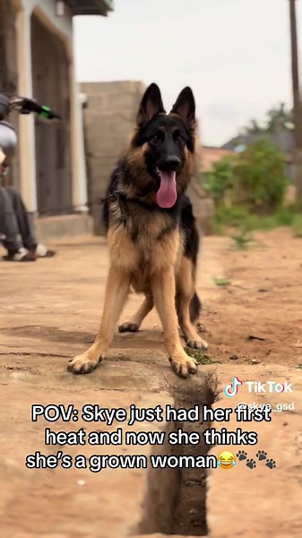 My German Shepherd Experiences Her First Heat